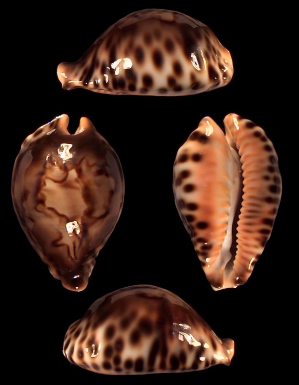 Cypraea fultoni | www.cowries.info