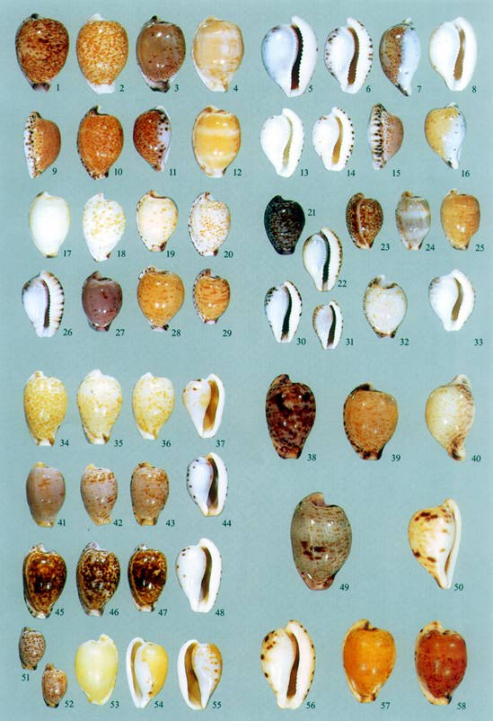 Cowries