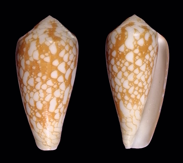 Cypraea Cowries Cowry Seashells Cypraeidae Felix Lorenz