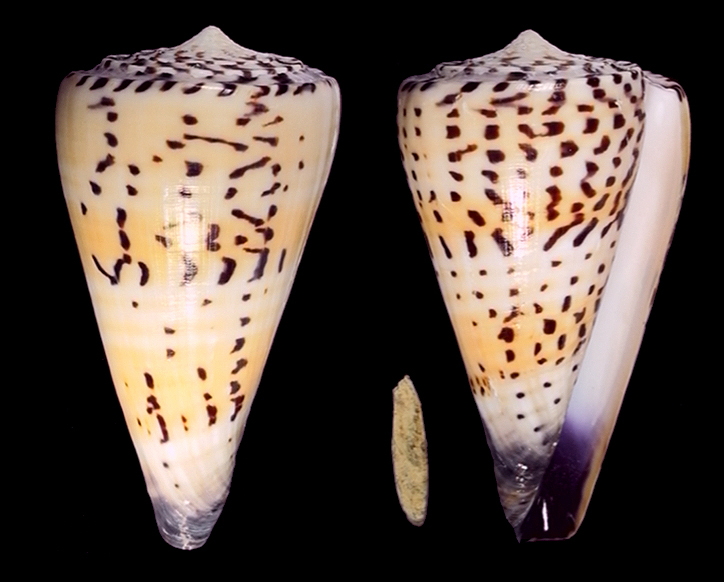 Cypraea Cowries Cowry Seashells Cypraeidae Felix Lorenz