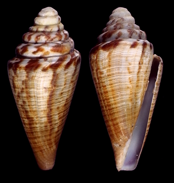 Cypraea Cowries Cowry Seashells Cypraeidae Felix Lorenz