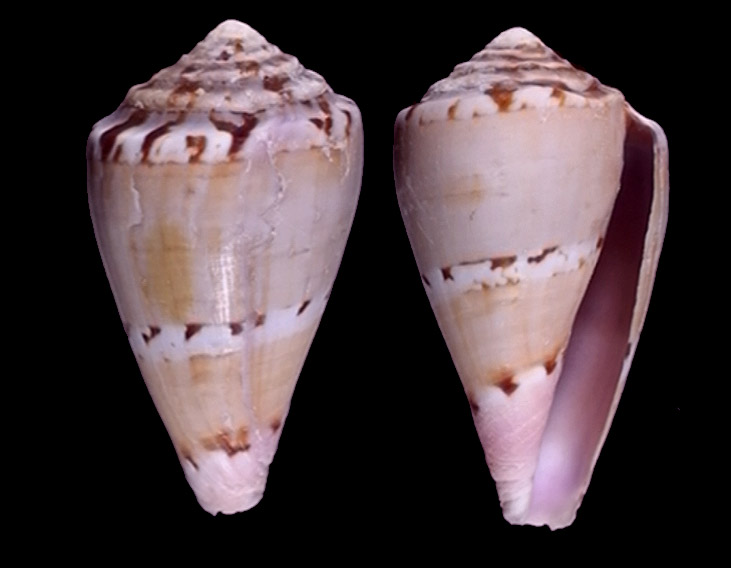 Cypraea Cowries Cowry Seashells Cypraeidae Felix Lorenz