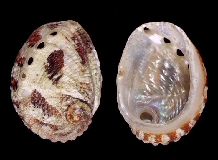 Cypraea Cowries Cowry Seashells Cypraeidae Felix Lorenz