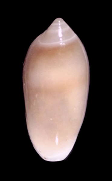 Cypraea Cowries Cowry Seashells Cypraeidae Felix Lorenz