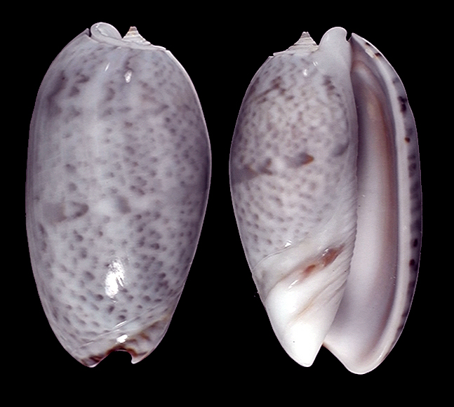 Cypraea Cowries Cowry Seashells Cypraeidae Felix Lorenz