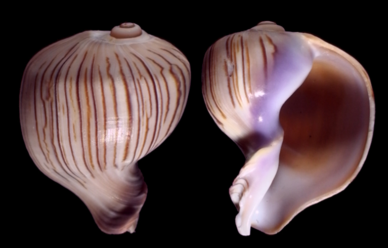 Cypraea Cowries Cowry Seashells Cypraeidae Felix Lorenz