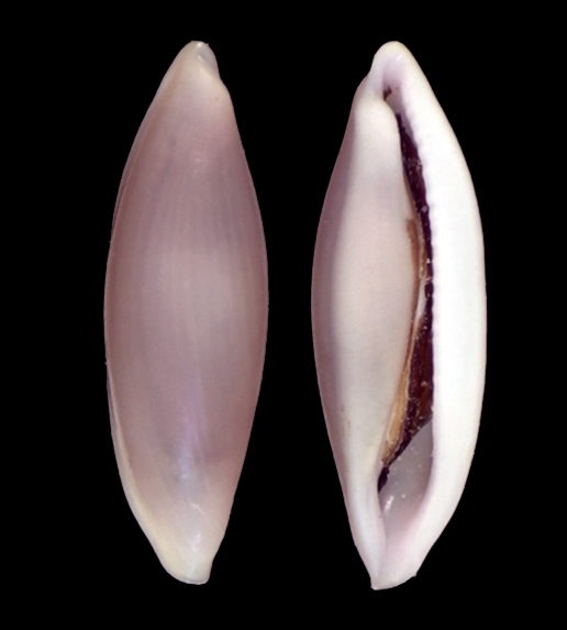 Felix Lorenz - Worldwide Seashells