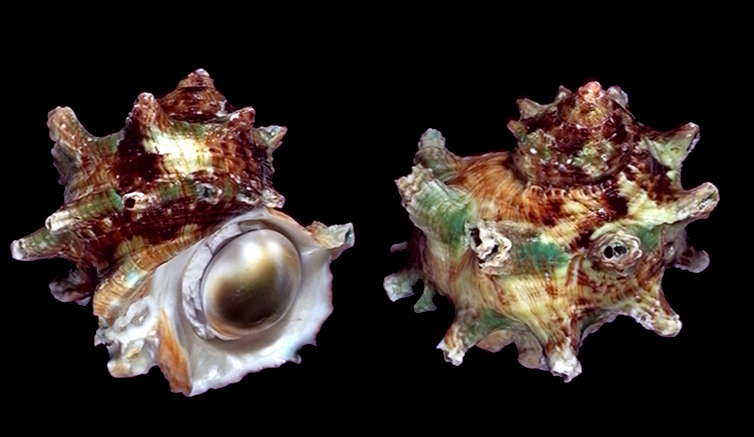 Cypraea Cowries Cowry Seashells Cypraeidae Felix Lorenz