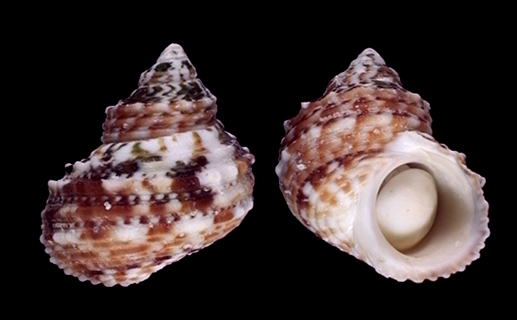 Cypraea Cowries Cowry Seashells Cypraeidae Felix Lorenz
