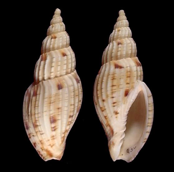 Felix Lorenz - Worldwide Seashells