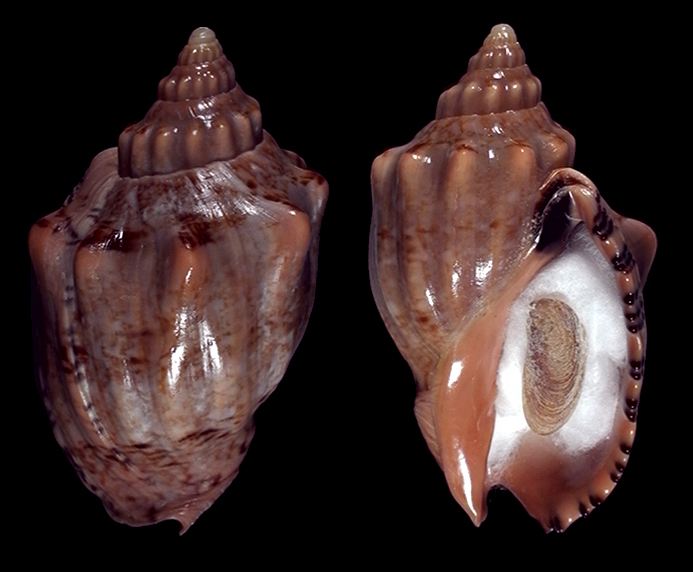 Cypraea Cowries Cowry Seashells Cypraeidae Felix Lorenz