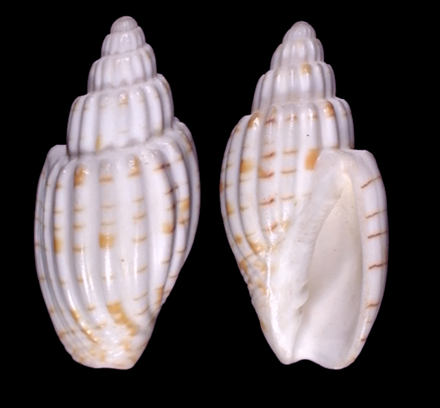 Felix Lorenz - Worldwide Seashells