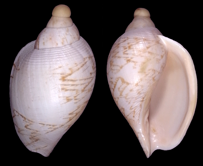 Felix Lorenz - Worldwide Seashells