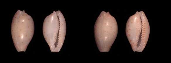 Untitled [www.cowries.info]