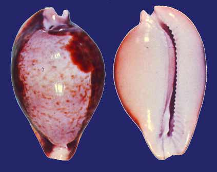 Untitled [www.cowries.info]